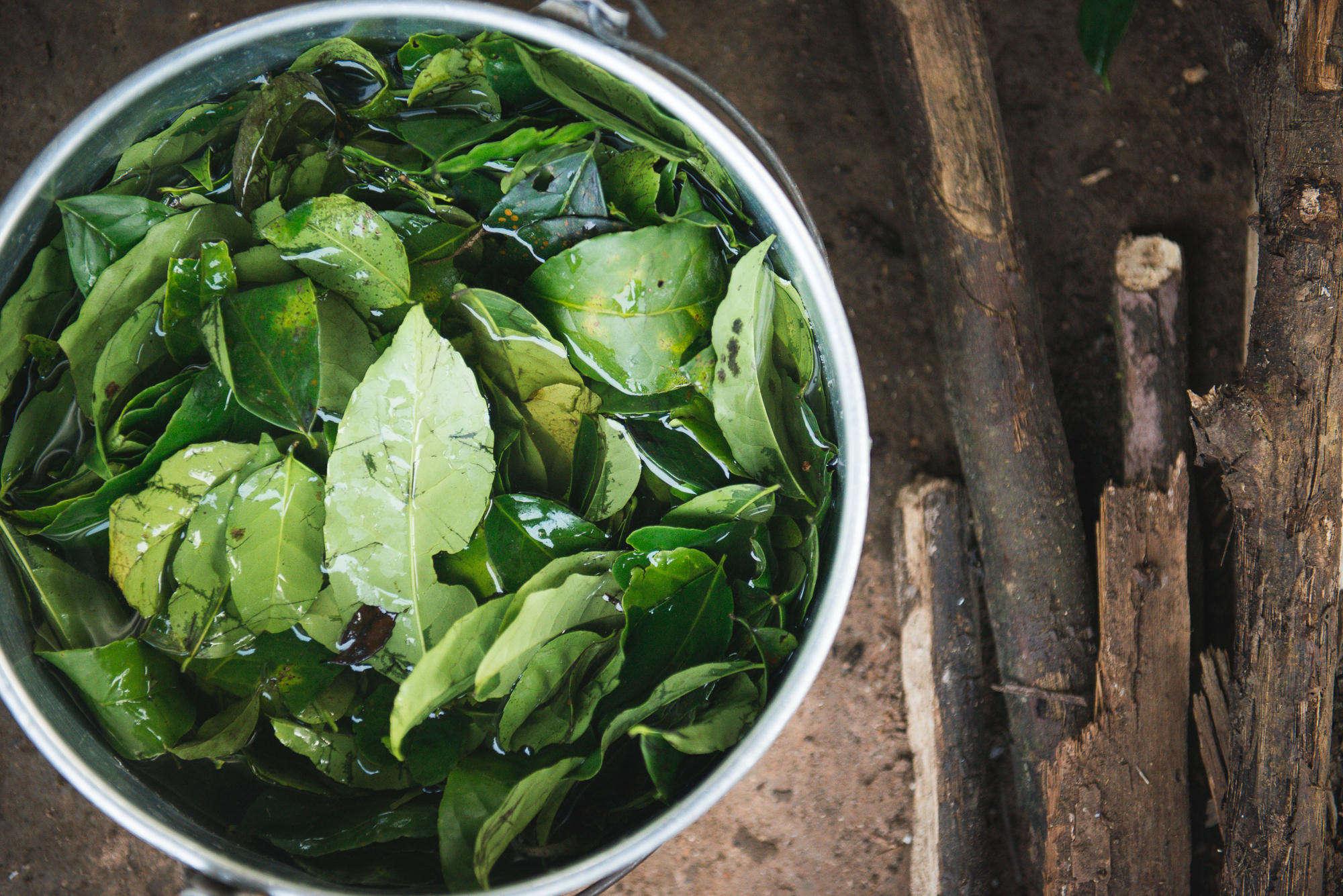 Guayusa Produkte von GUYA | Deutschland is(s)t vegan