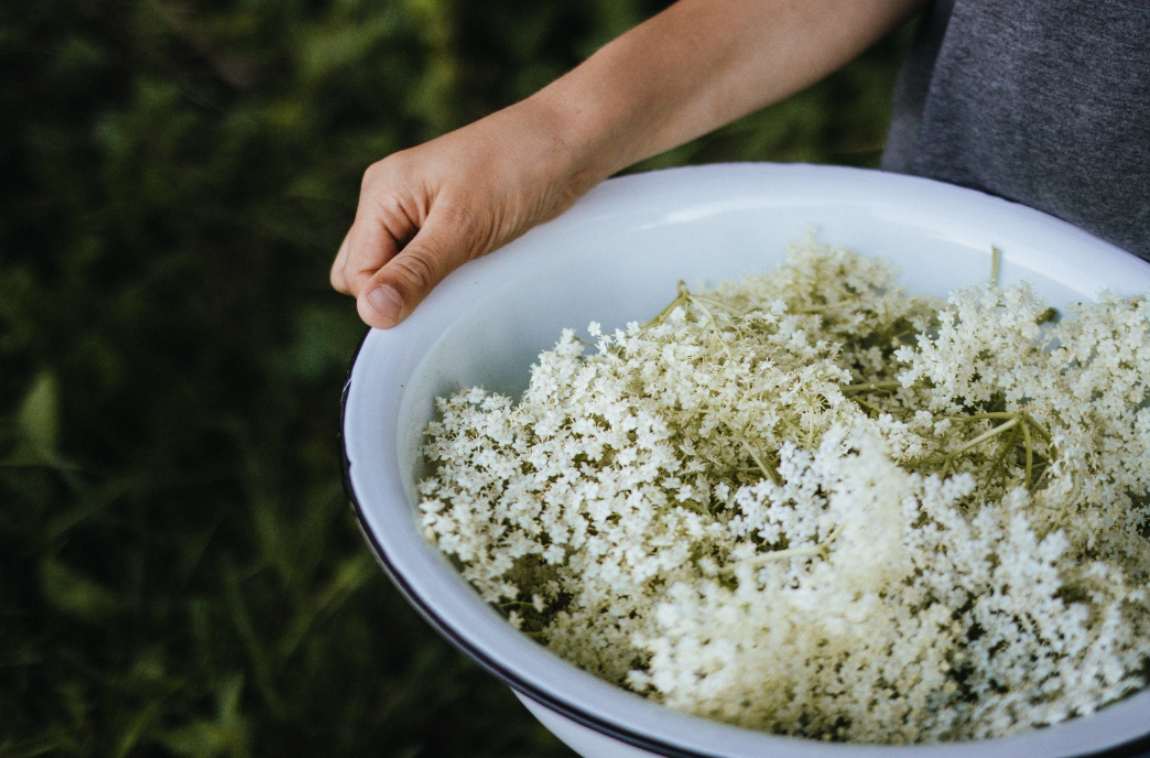 Holundersaft - Ein erfrischendes und gesundes Sommergetränk ...